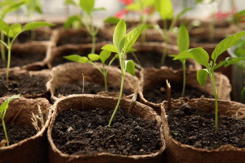 Cómo hacer almácigos – Altavistachile.cl